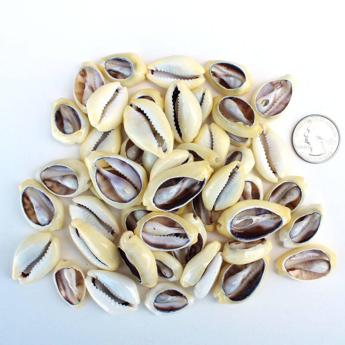 1/2 - 3/4" Cut Cowrie Shells - Sliced Craft Seashells - California ...