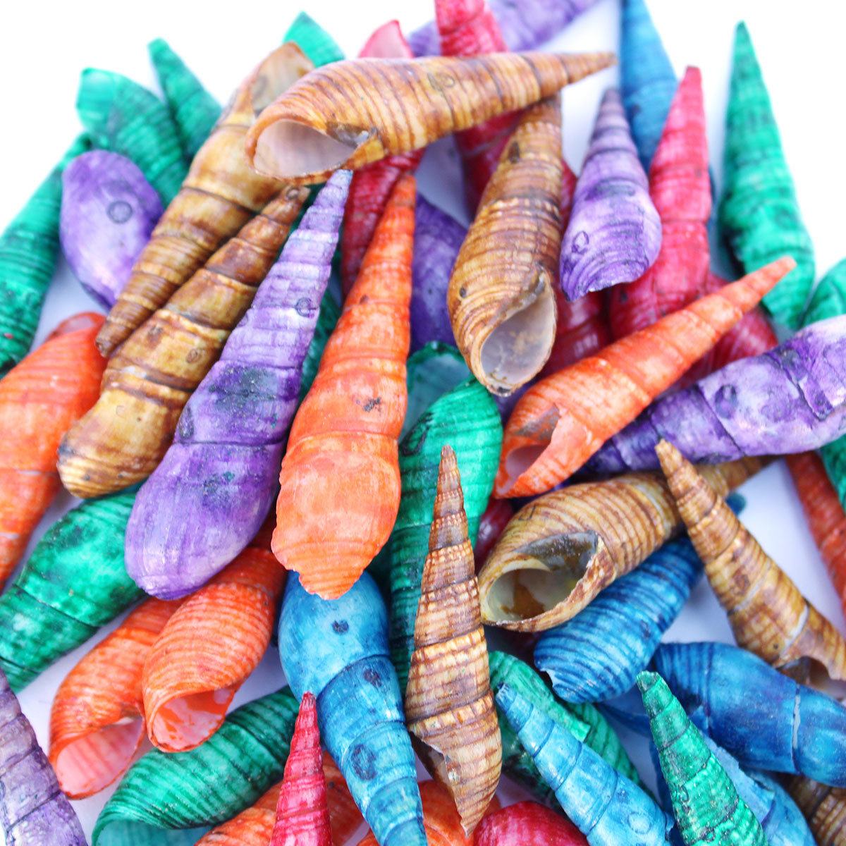 Dyed Bullia Seashells - Bulk Craft Shells - Gastropod, Marine Mollusk