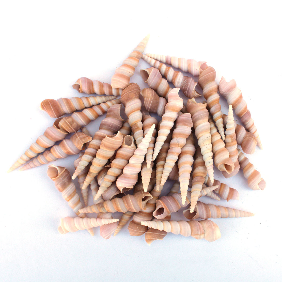 Purple and White Seashells - Violacea Craft Shells - California ...