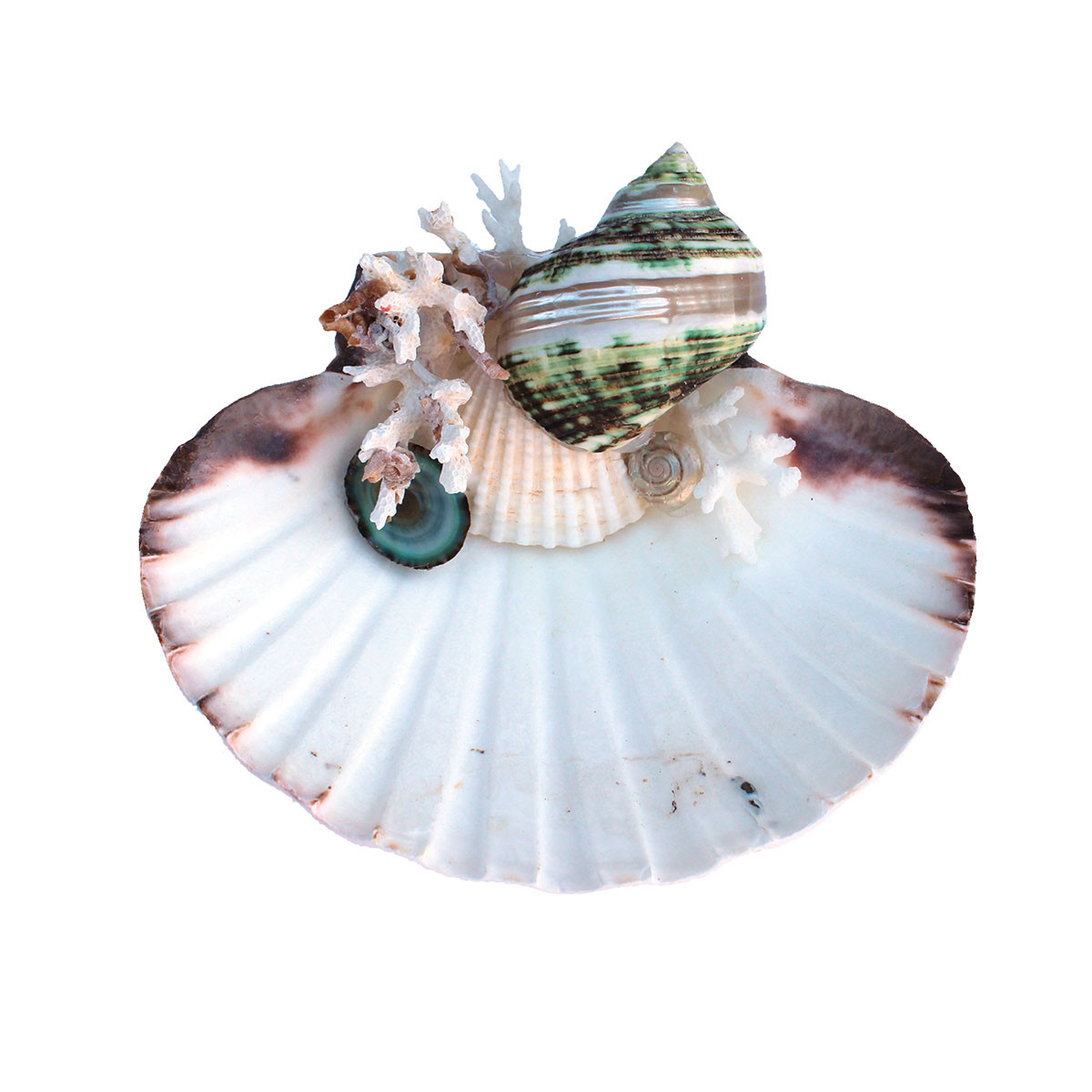Green Turbo Banded Seashells - Craft Shells - California Seashell Company