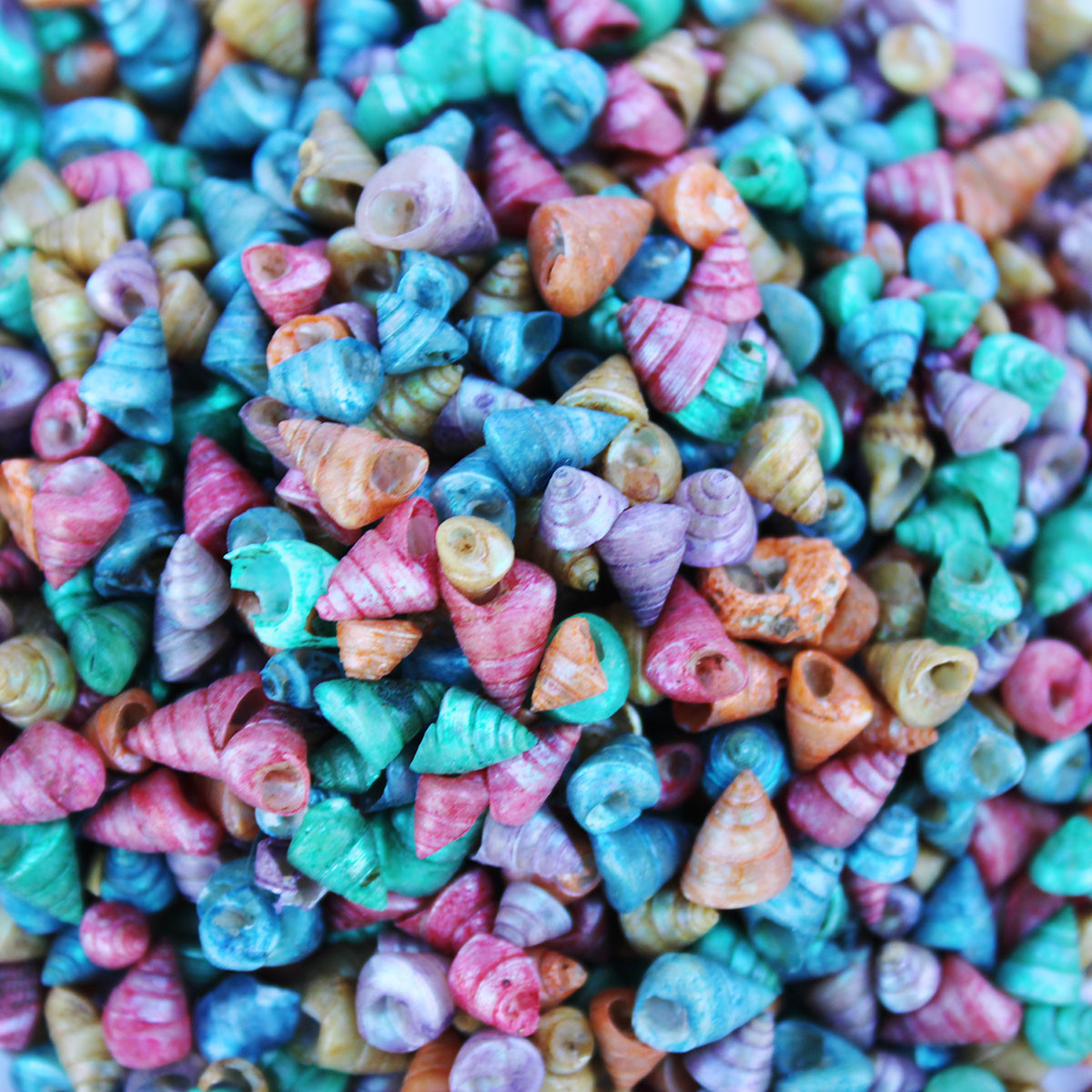 Cameo Seashells - Red Helmet Shell - California Seashell Company