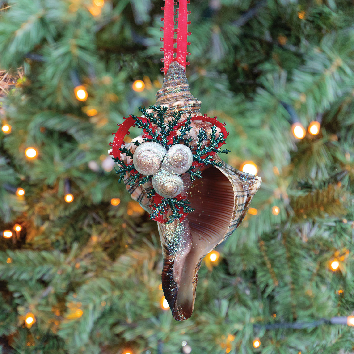 Small Fox Shells - California Seashell Company