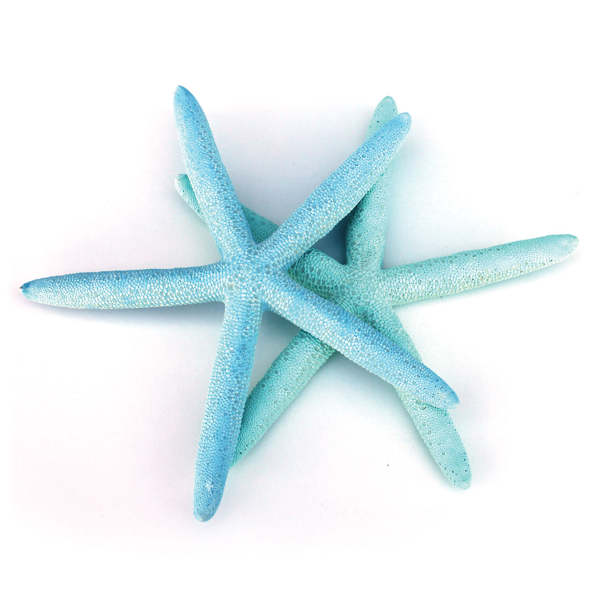 Buy Starfish - Sea Stars - Sea Life - The California Seashell Company