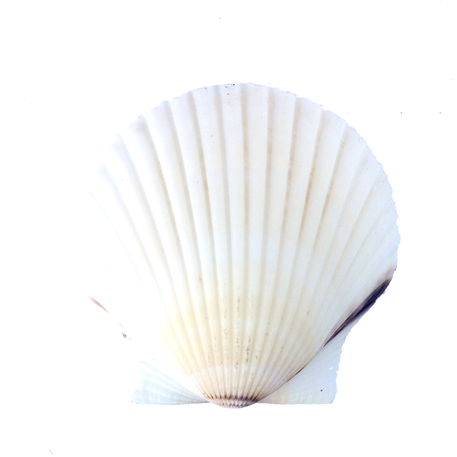 Yellow Cup Seashell - Scallop Shell - California Seashell Co