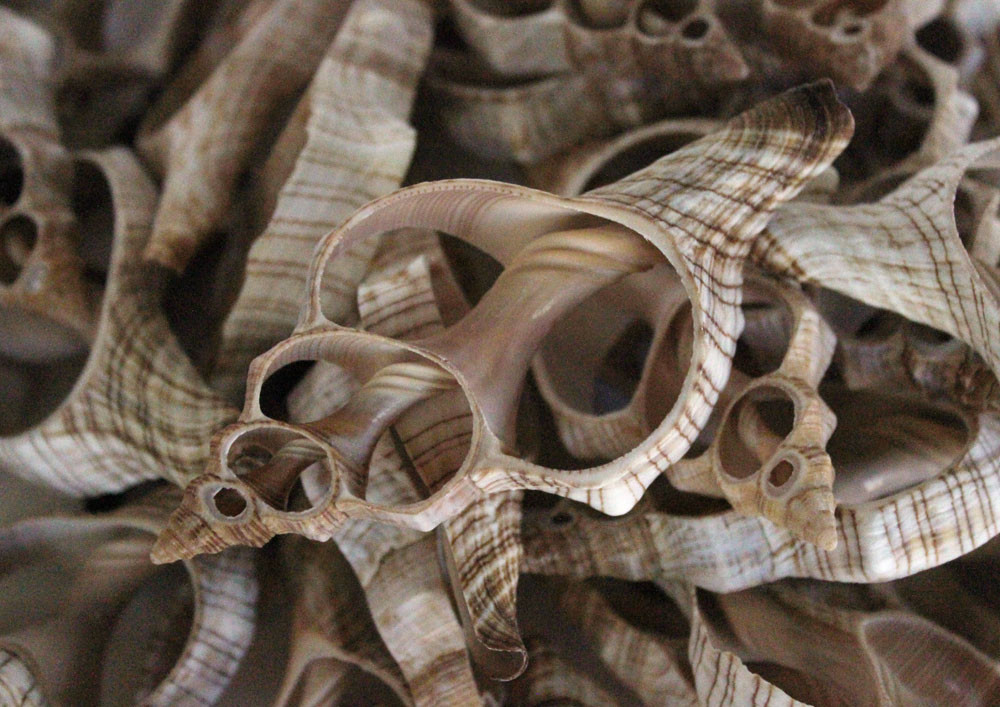 Center Cut Turitella Terebra Shell - Sliced Brown Auger - California ...