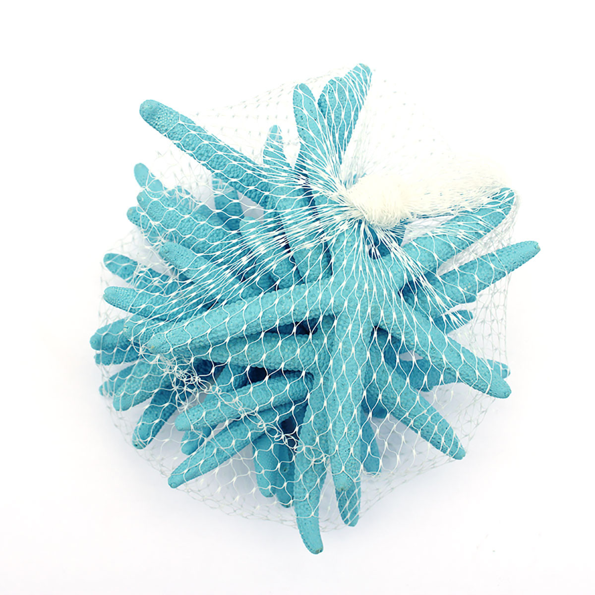 Buy Starfish - Sea Stars - Sea Life - The California Seashell Company