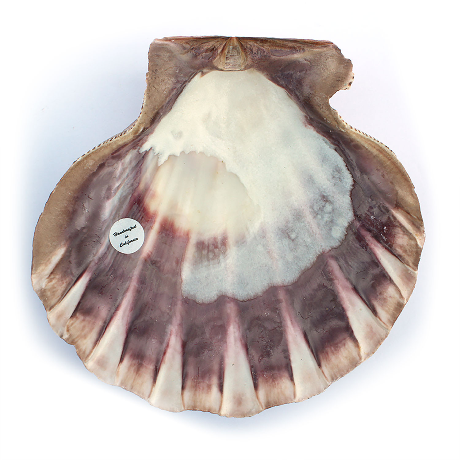 Hand-Crafted Lions Paw Shell Ring Dish- Seashell Decor - California ...