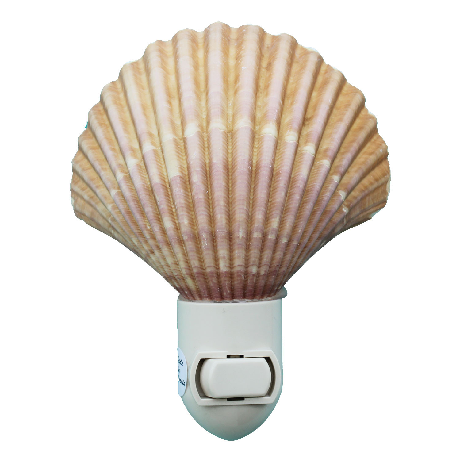 Yellow Cup Seashell - Scallop Shell - California Seashell Co