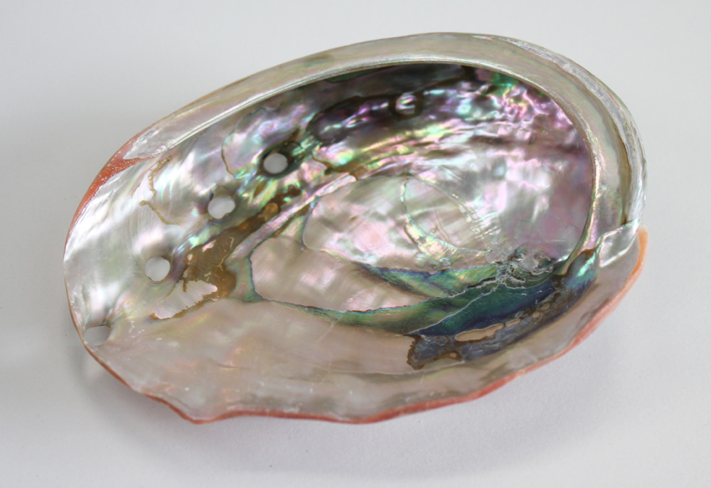 Abalone Seashells, Blue Green Abalone, Red Abalone • California ...