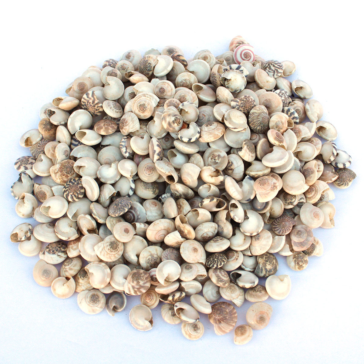 White Umbonium Seashells - Crafting Shells in Bulk