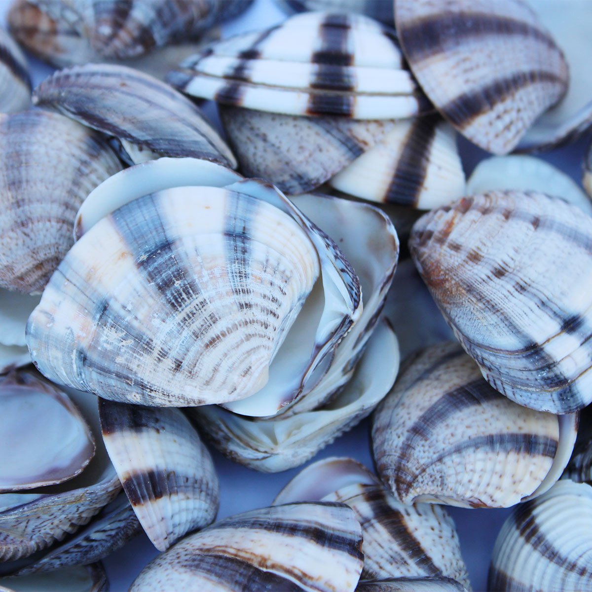 Black and White Zebra Stripe Donax Seashells - Coquina - Bulk Craft Shells