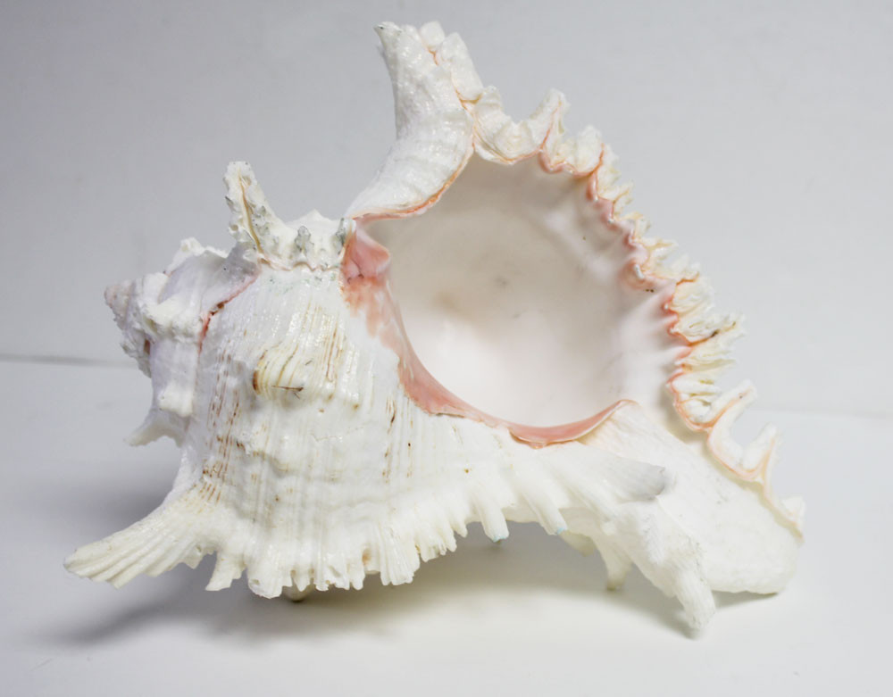 Large Ramose Murex Seashells - Murex Ramosus - Rams Shell - California ...