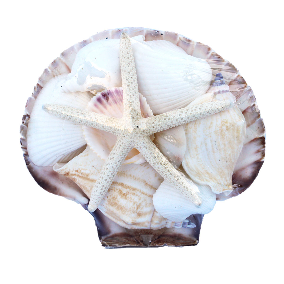 Seashells for Sale - Bulk Seashells- Shells for Crafts - CA Seashell Co