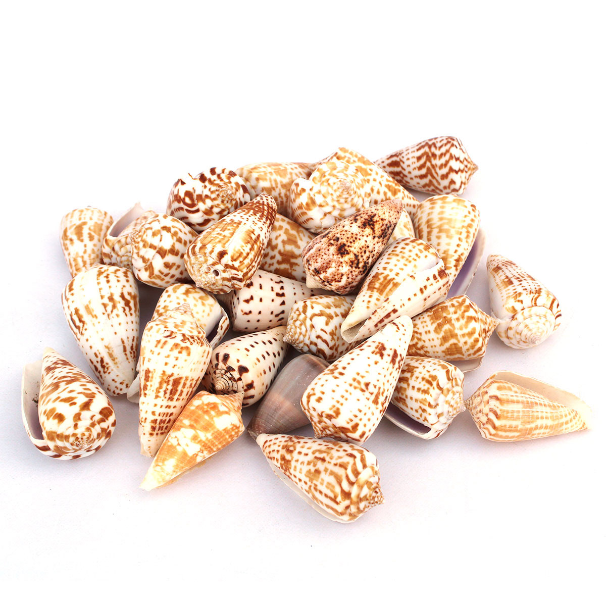 Small Cone Seashell MIx - Decorative Craft Shells - Bulk Seashells