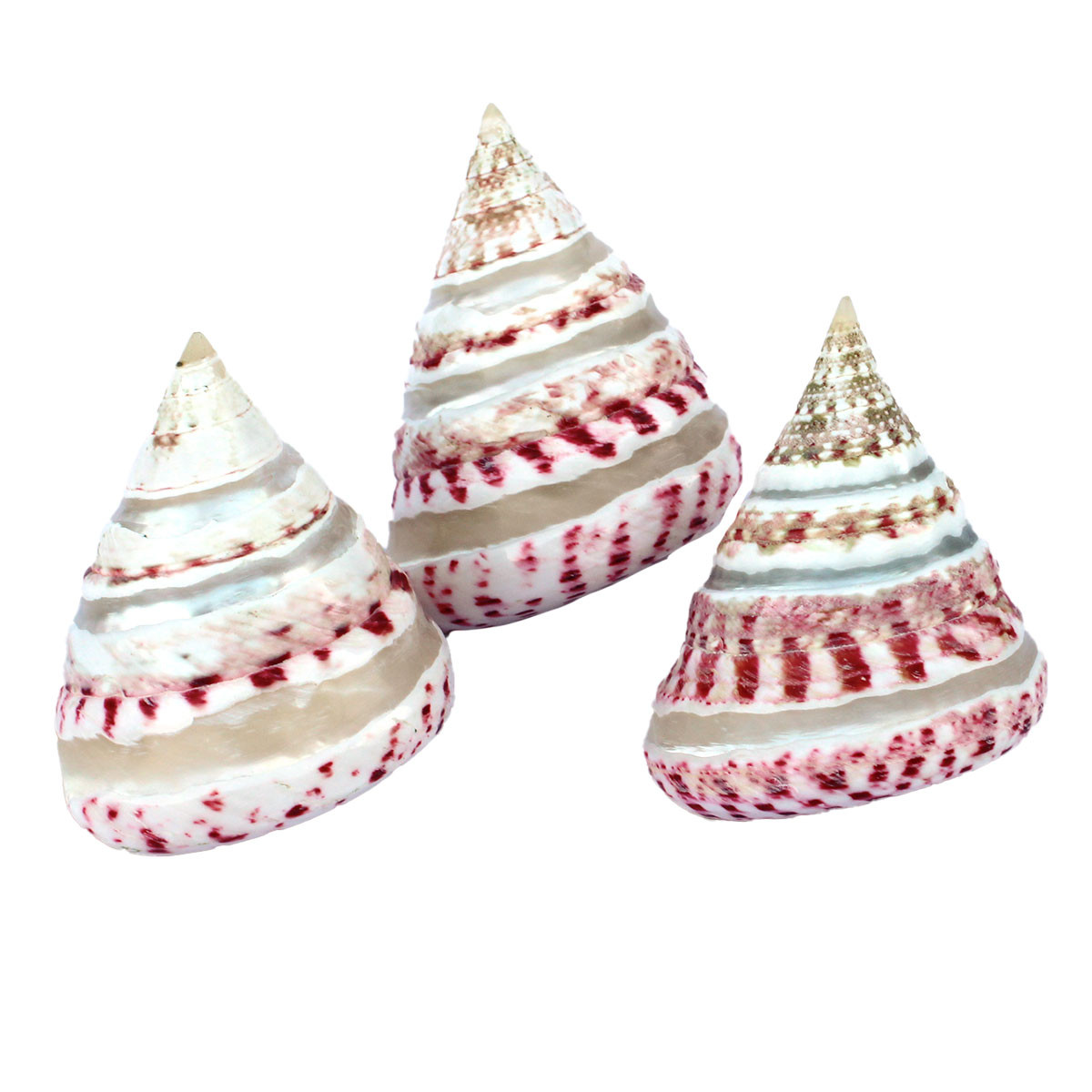 Polished Strawberry Trochus Cone Shell - Troca Seashells - California ...