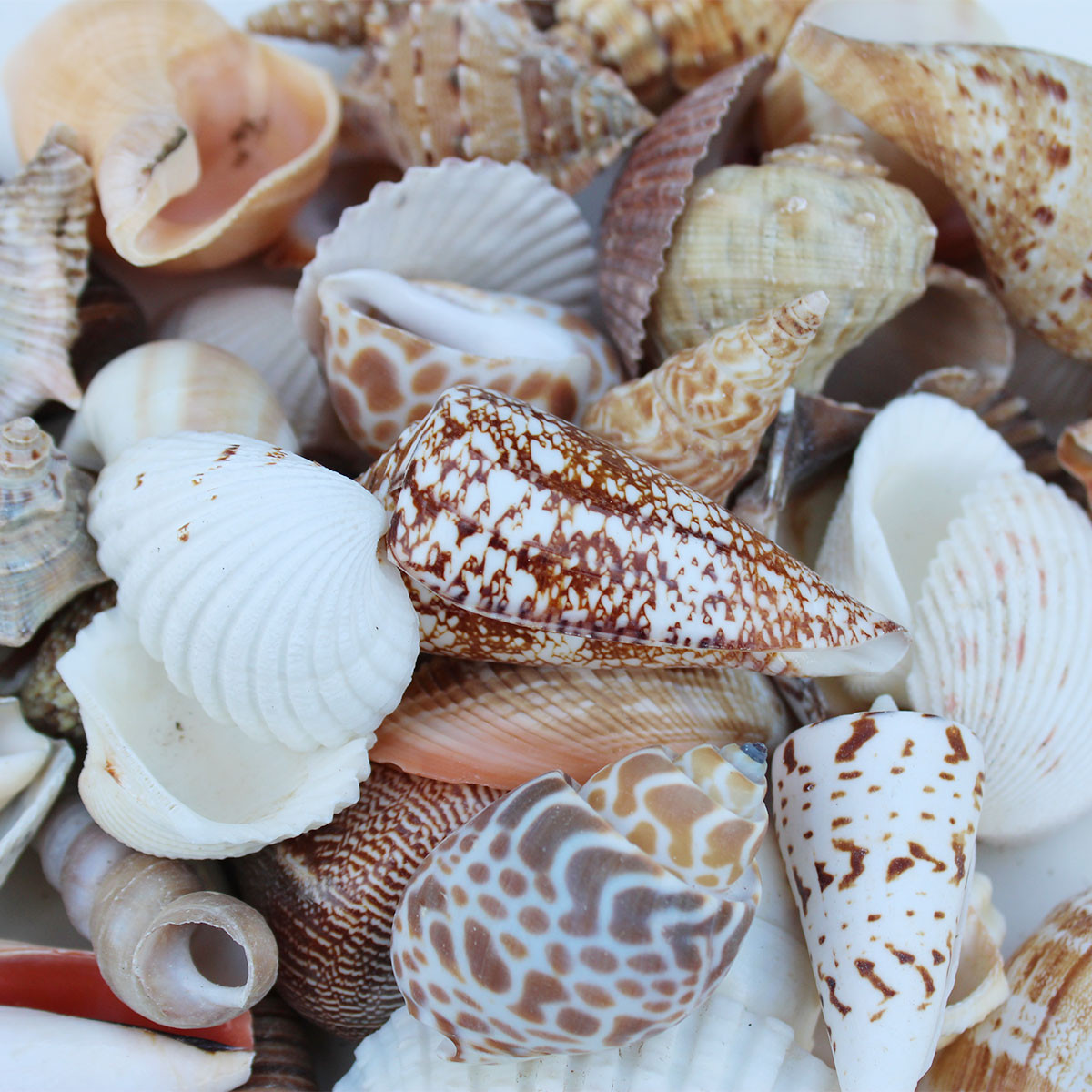Seashell Mixes - Shell Baskets & Assortments - California Seashell Co