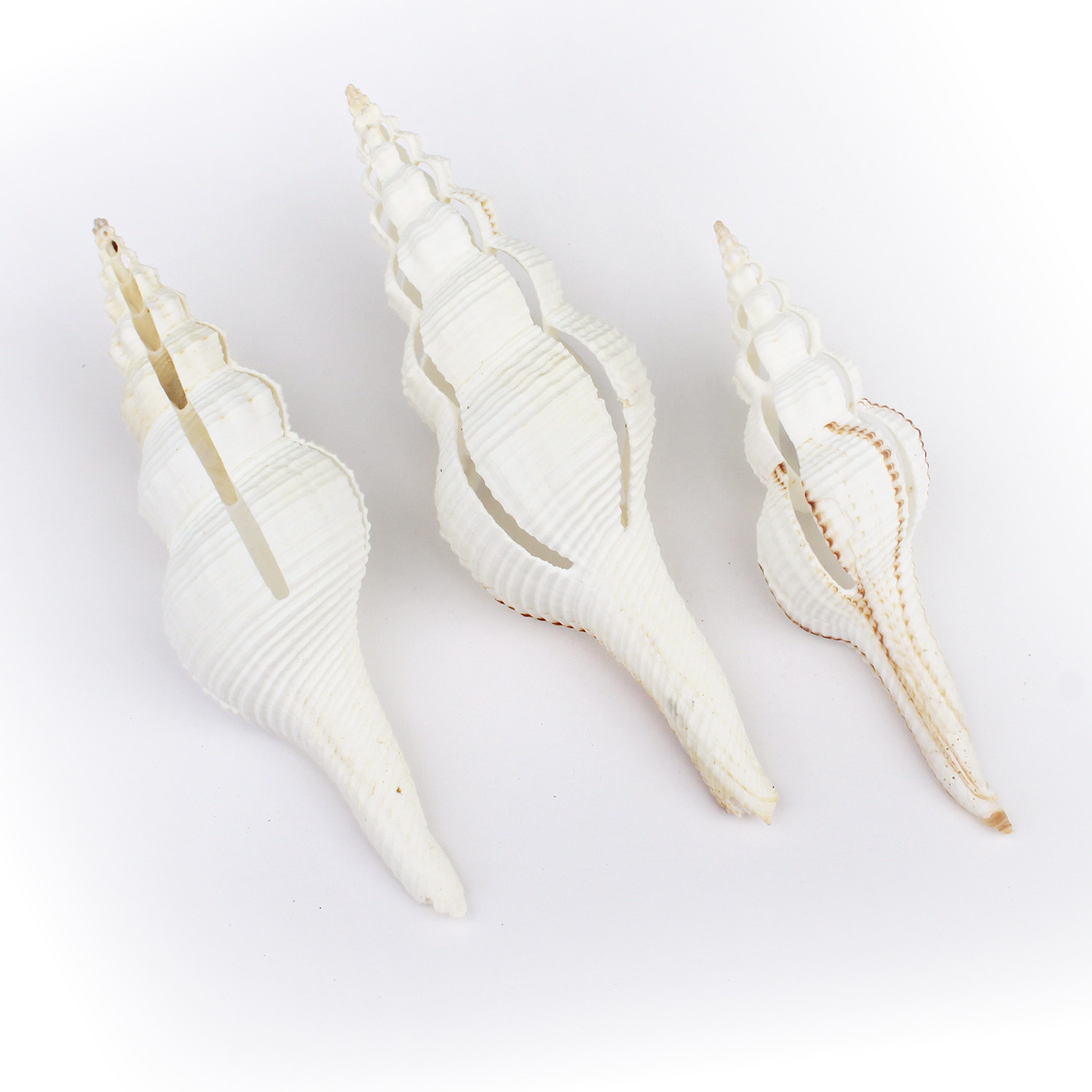 Large Multi-Cut White Spindle Seashells - Fusinus Colus - Sliced Craft ...