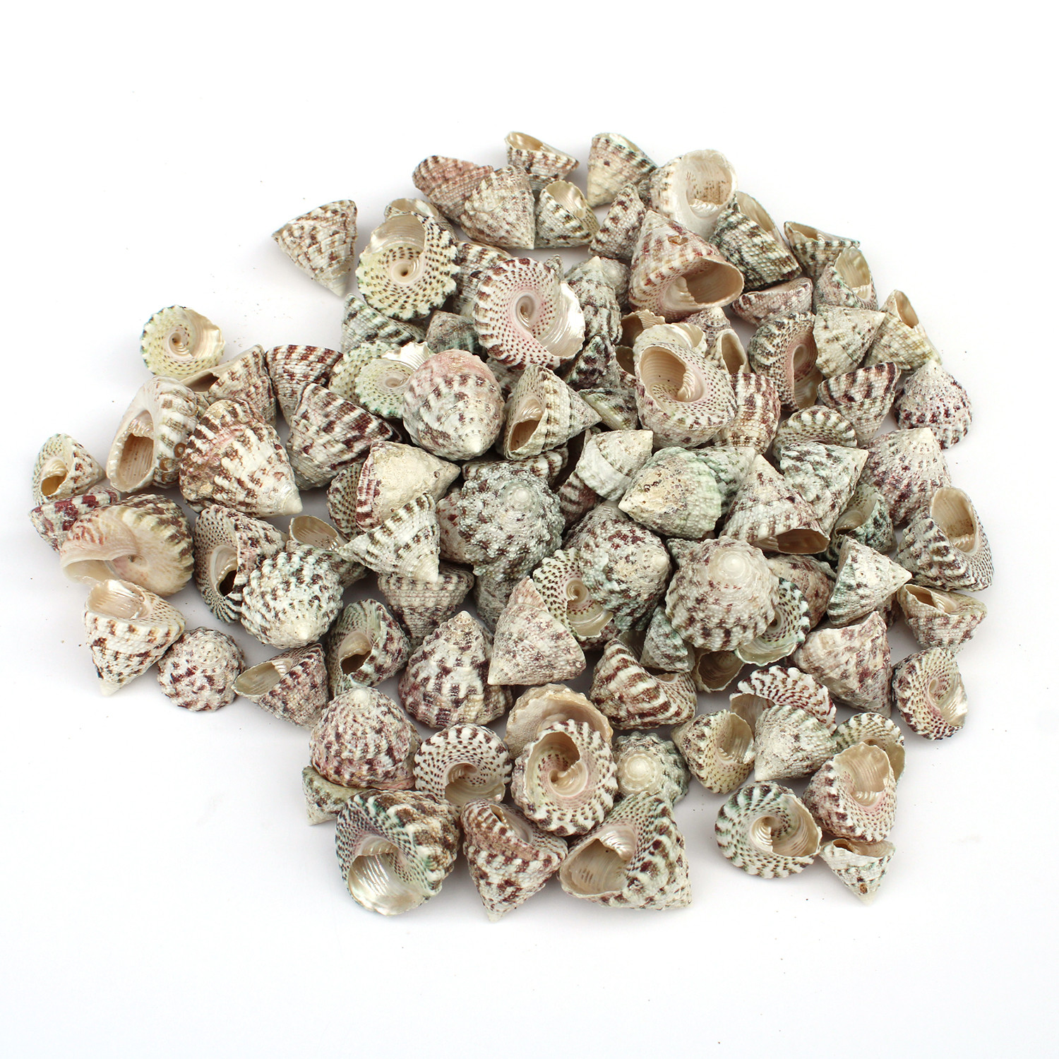 Latticed Top Snail Shells - Tectus Fenestratus - Small Craft Seashells ...