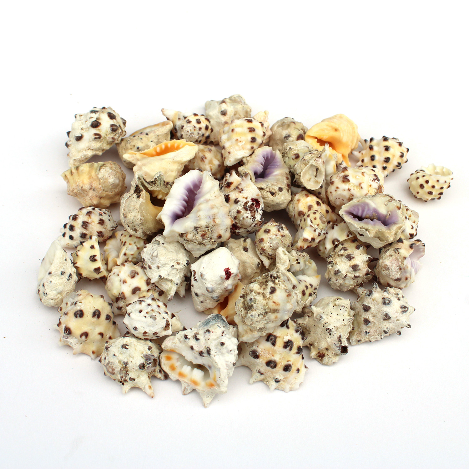 Seashells & Sealife - California Seashell Company Retail
