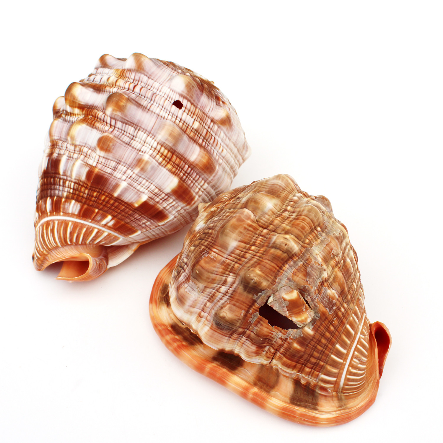 Cameo Seashells - Red Helmet Shell - California Seashell Company