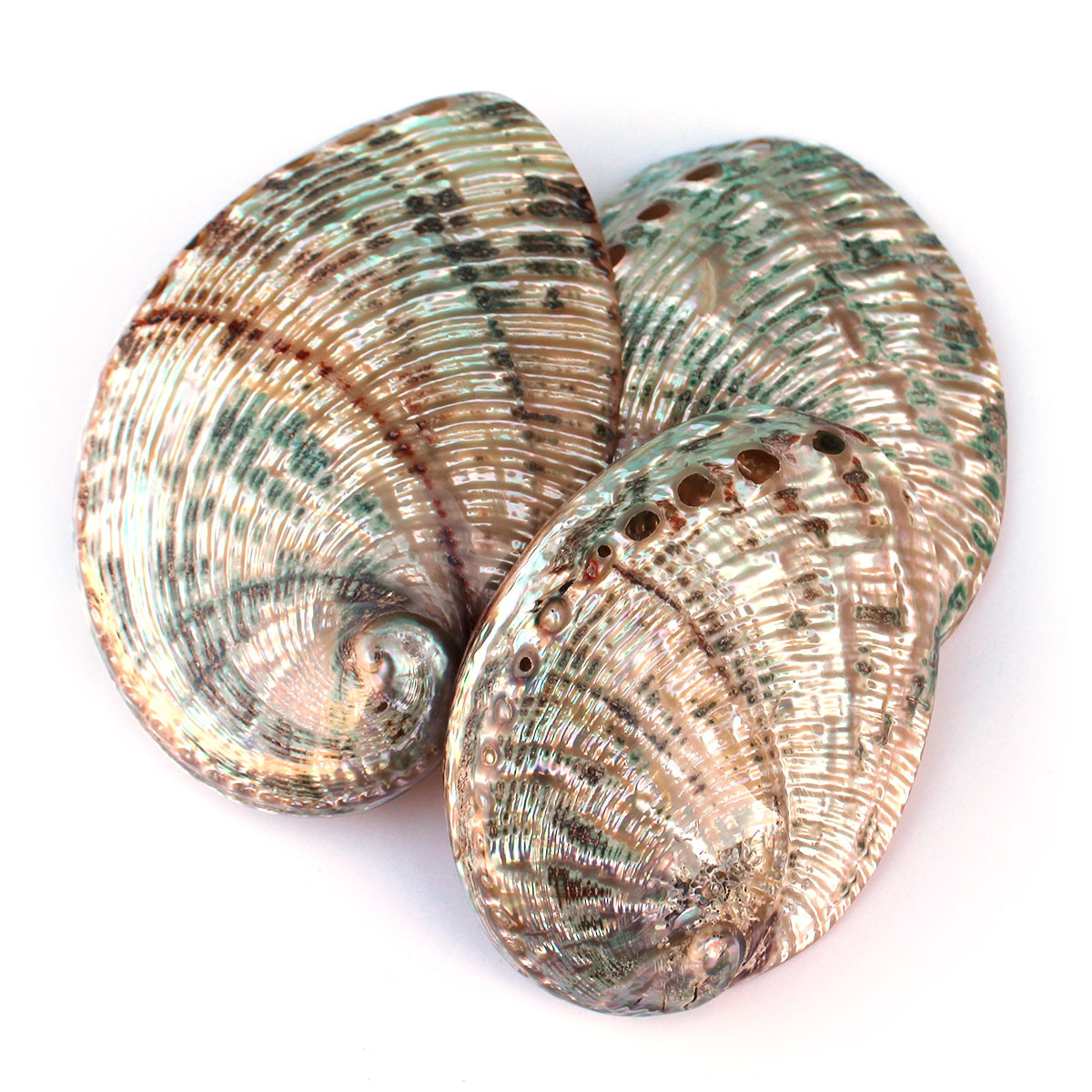 Polished Green Abalone Seashells - Ear Shells - California Seashell Company