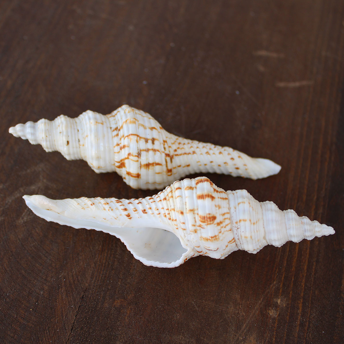 Brown & White Spindle Seashells - Craft Shells - California Seashell ...