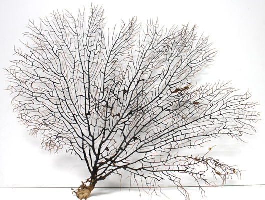 Sea Life • Sea Fans • Red & Black Sea Fan - California Seashell Co