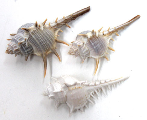 Pink Murex Seashells - California Seashell Company