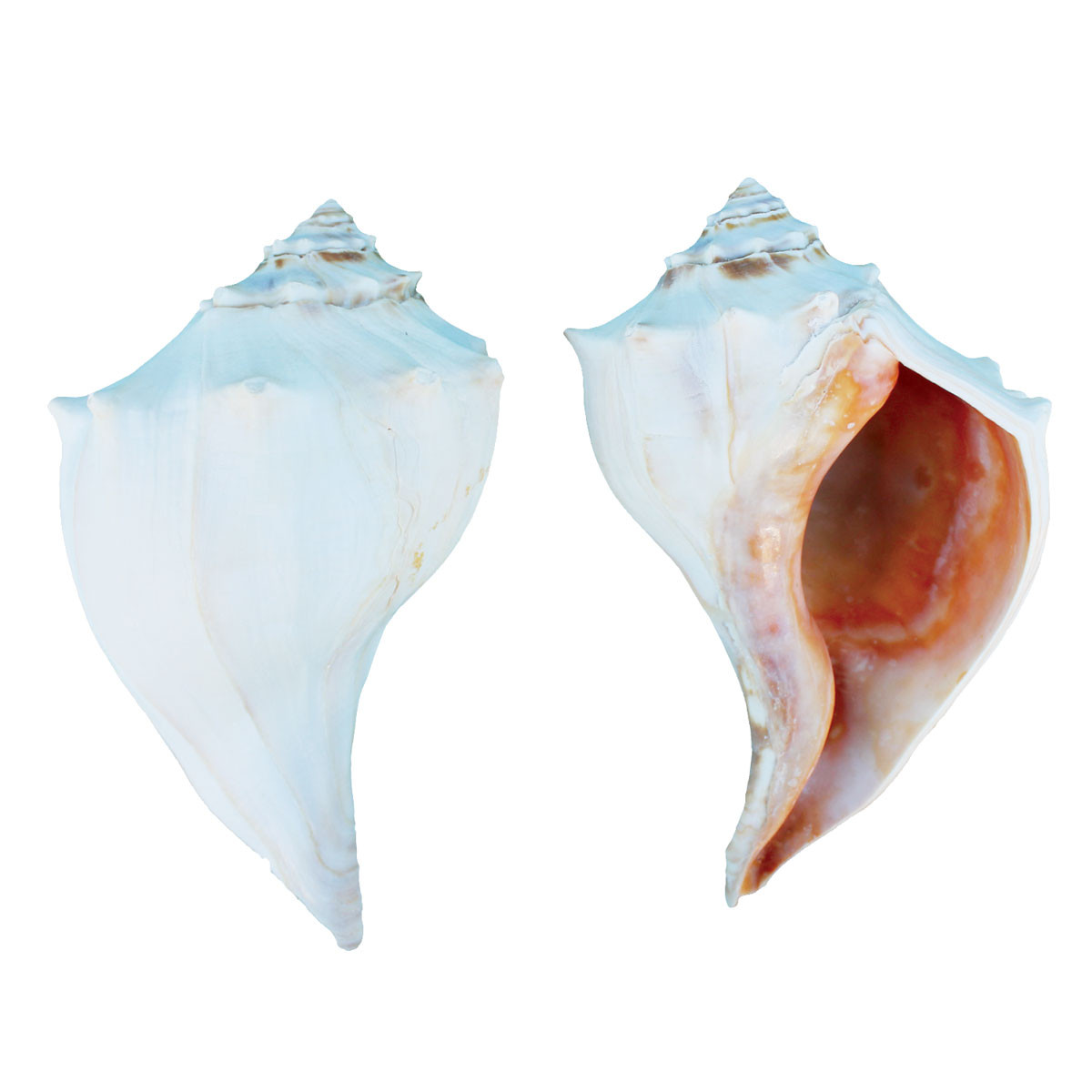 Atlantic Whelk Seashell - Medium to Large Shells - California Seashell ...