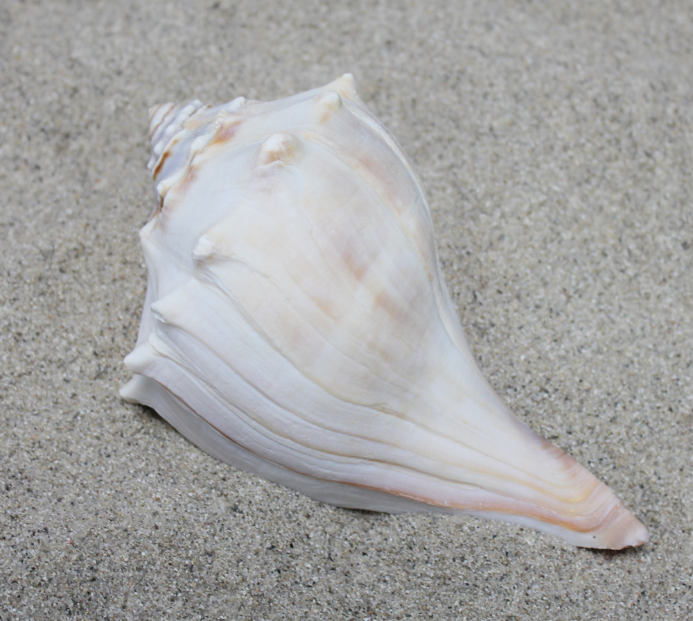 Atlantic Whelk Seashell - Medium to Large Shells - California Seashell ...