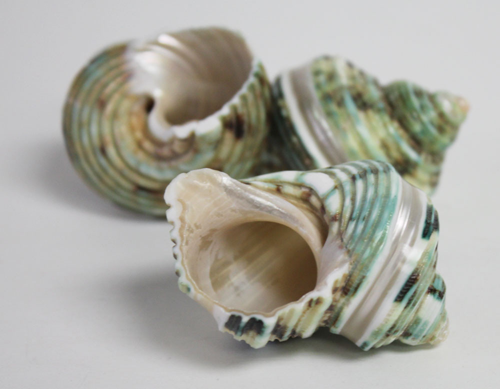 Green Turbo Banded Seashells - Craft Shells - California Seashell Company