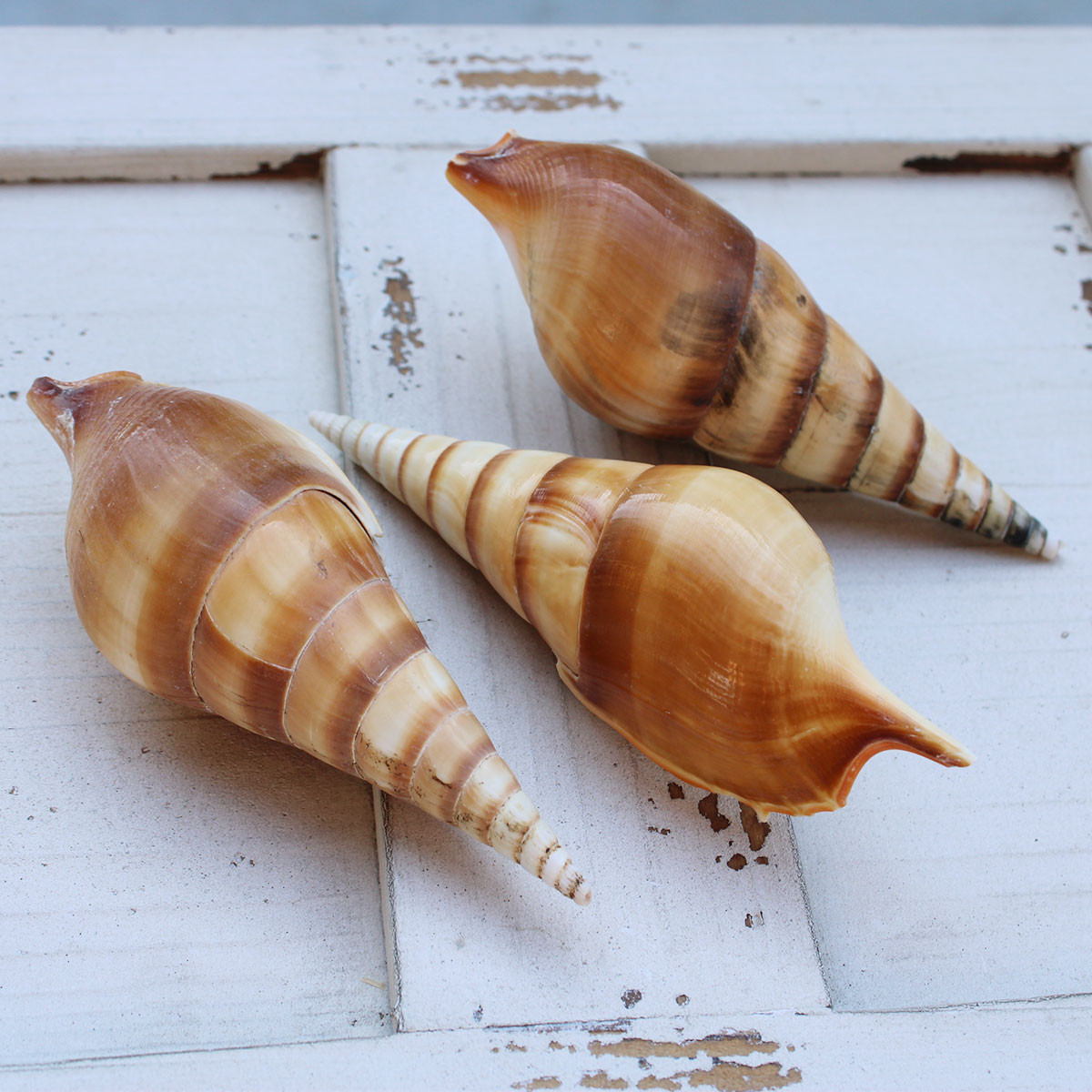 Brown Tibia Curta Seashells - Conch Shells - California Seashell Company