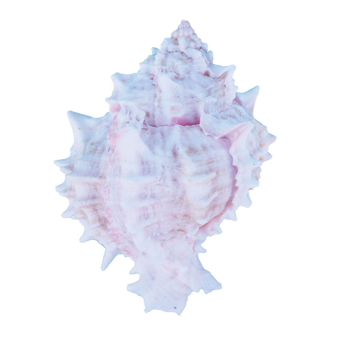 Pink Murex Seashells - California Seashell Company