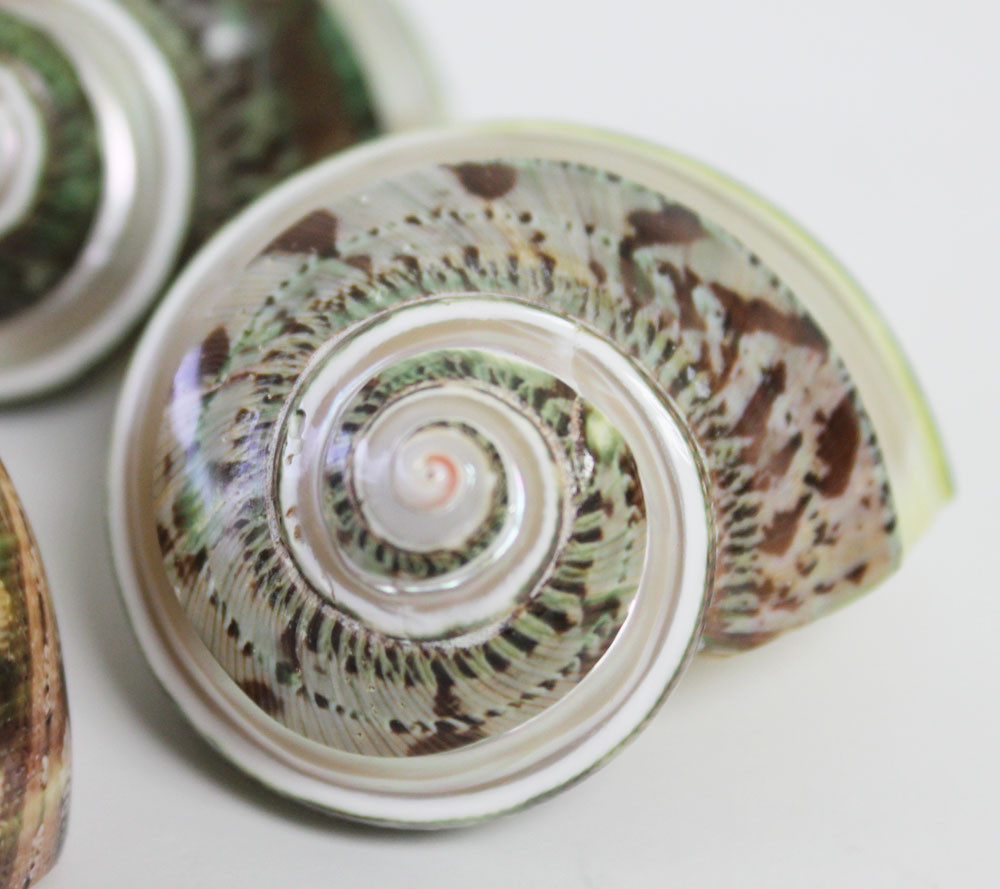 Green Turbo Banded Seashells - Craft Shells - California Seashell Company