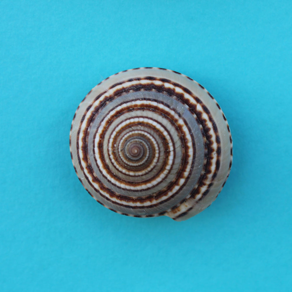 Sundial Shell Magnet - Seashell Decor - California Seashell Company