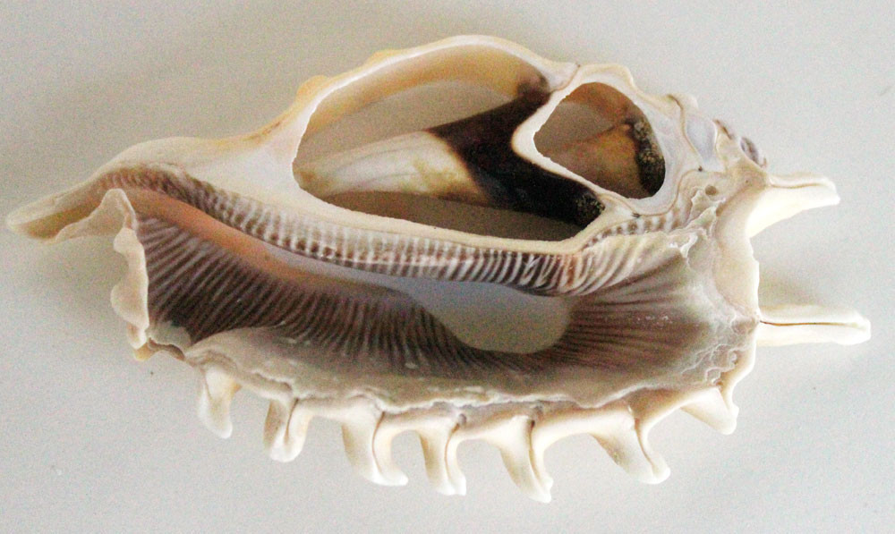 Sliced Millipede Conch Seashells - Cut Craft Shells - California ...