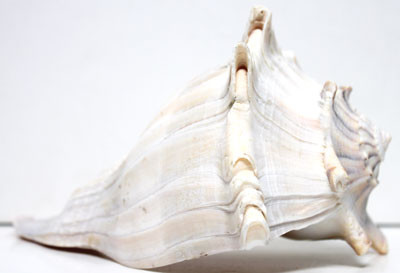 Left-Handed Lightning Whelk Shell - California Seashell Company