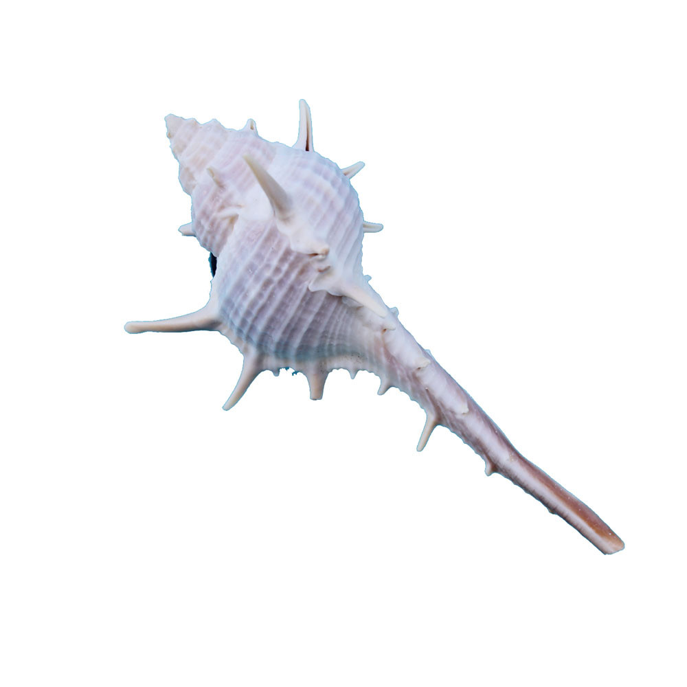 Spiny Murex Seashells - Small to Medium Shells - California Seashell ...