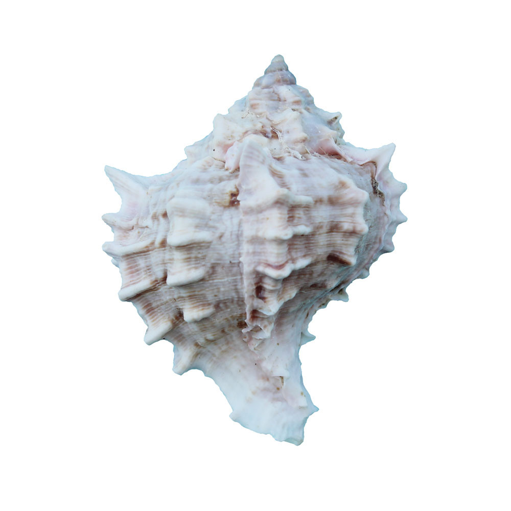 Pink Murex Seashells - California Seashell Company