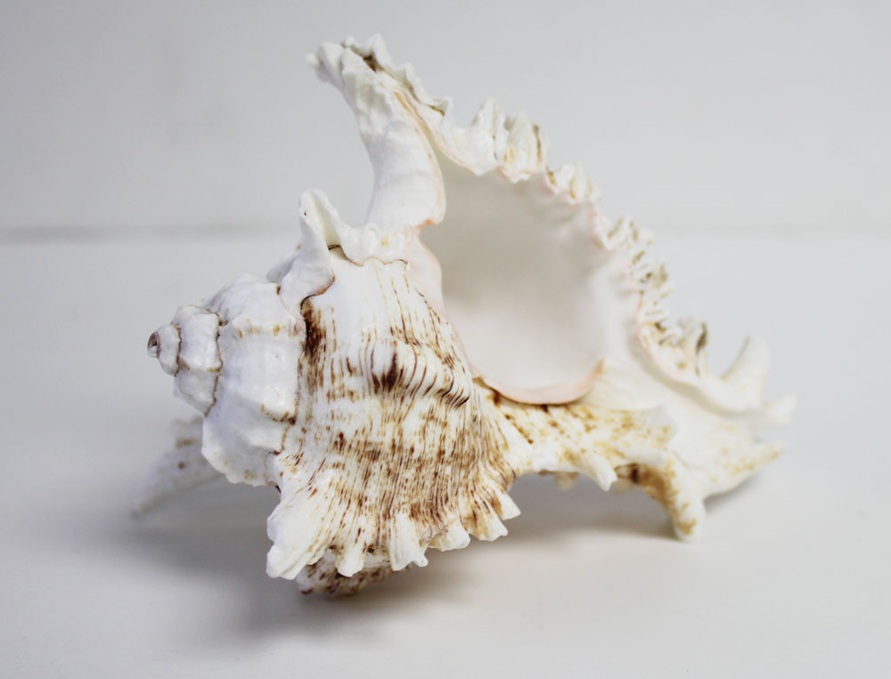 Ramose Murex Seashells - Murex Ramosus - Rams Shell - California ...