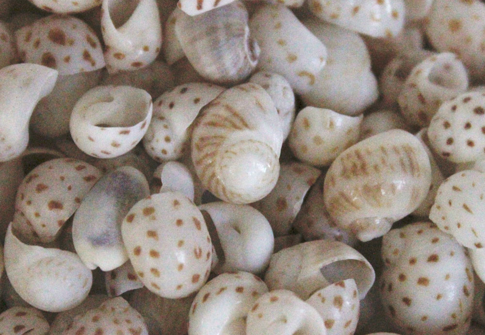 Purple and White Seashells - Violacea Craft Shells - California ...
