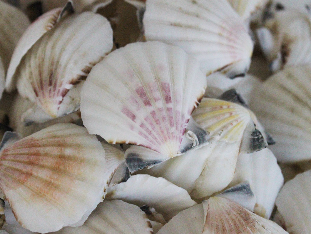 Colorful Pectin Seashells - Craft Shells - Scallop Seashells - Bulk ...