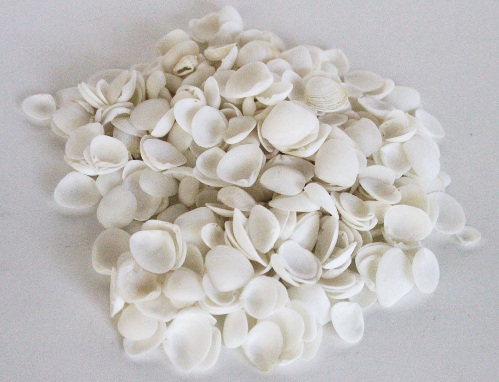 Small White Frog Shell - Bursidae - Craft Shells - Pound Bag