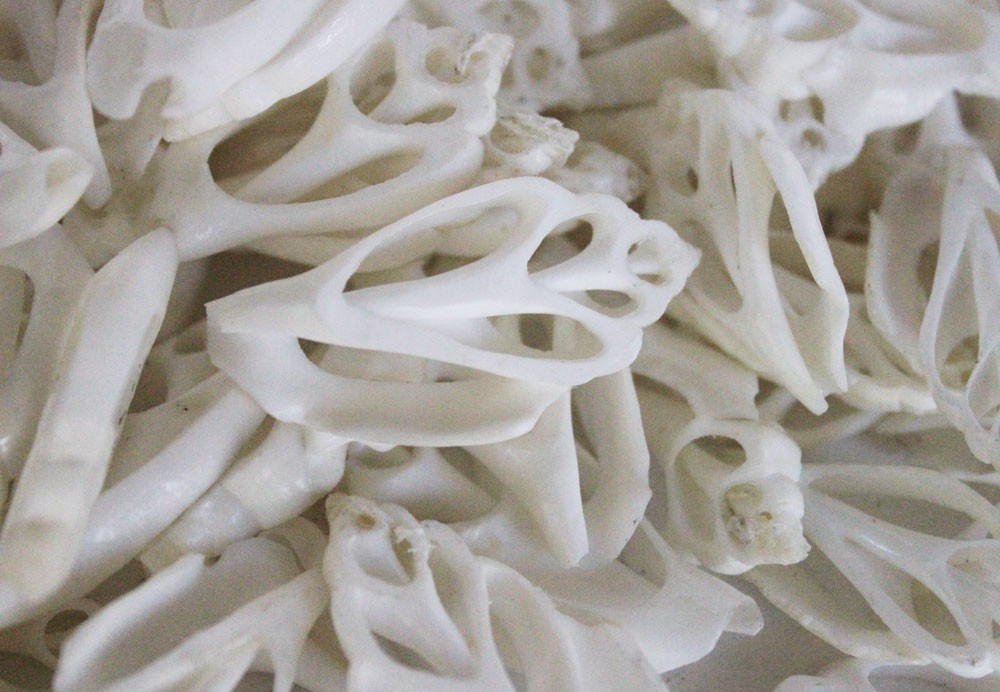 Center Cut White Chula Seashells - DIY Craft & Bulk Shells - Cut Sea Shells