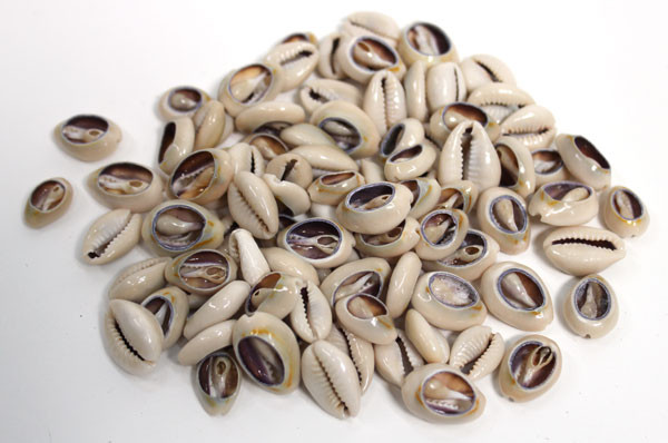 1/2 - 3/4" Cut Cowrie Shells - Sliced Craft Seashells - California ...
