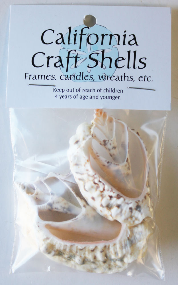 King Crown Conch Shell - Hermit Crabs Shells - California Seashell Company