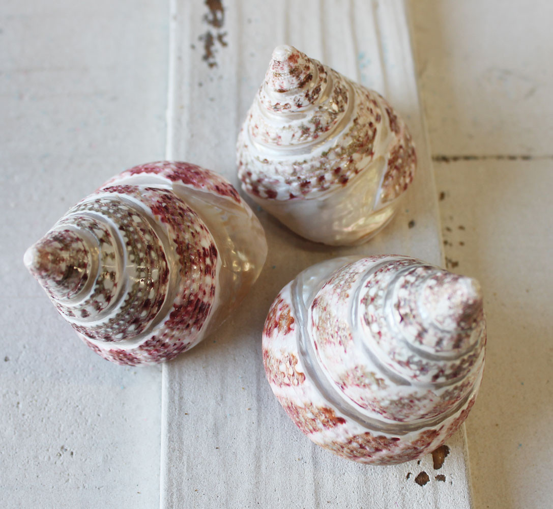 Pearl Trochus Cone Shell - Pearly Troca Seashells - California Seashell ...