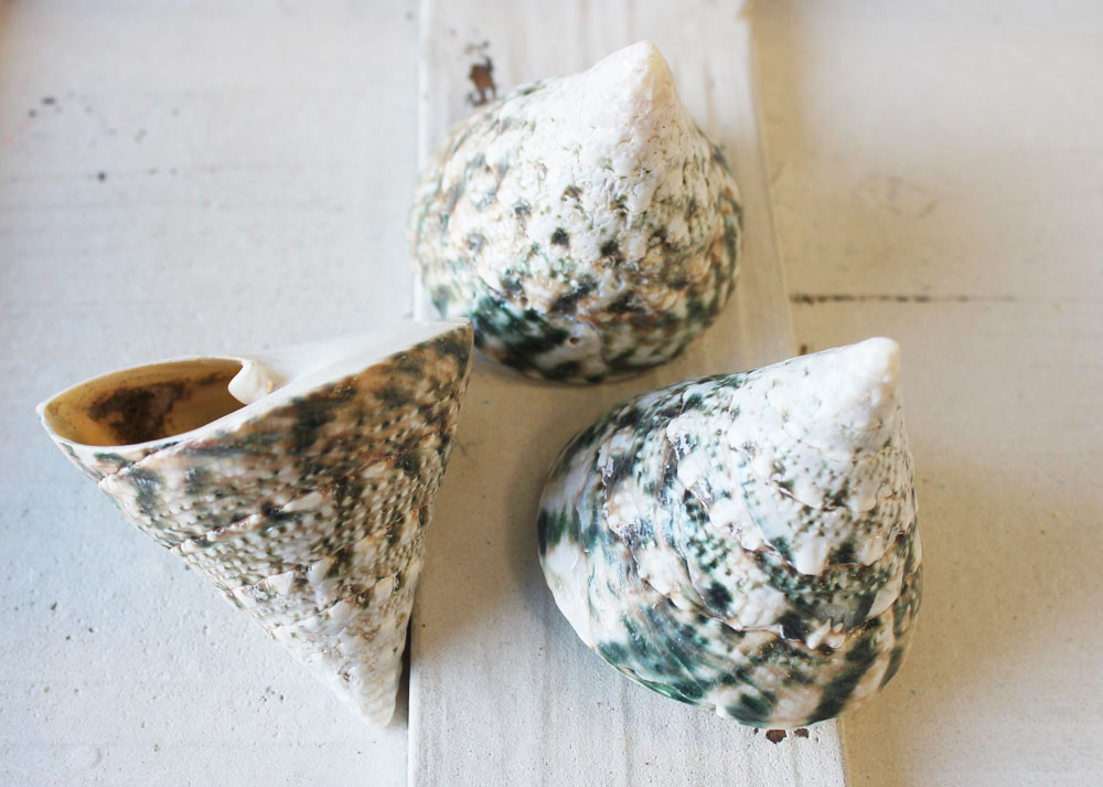 Pearl Trochus Cone Shell - Pearly Troca Seashells - California Seashell ...