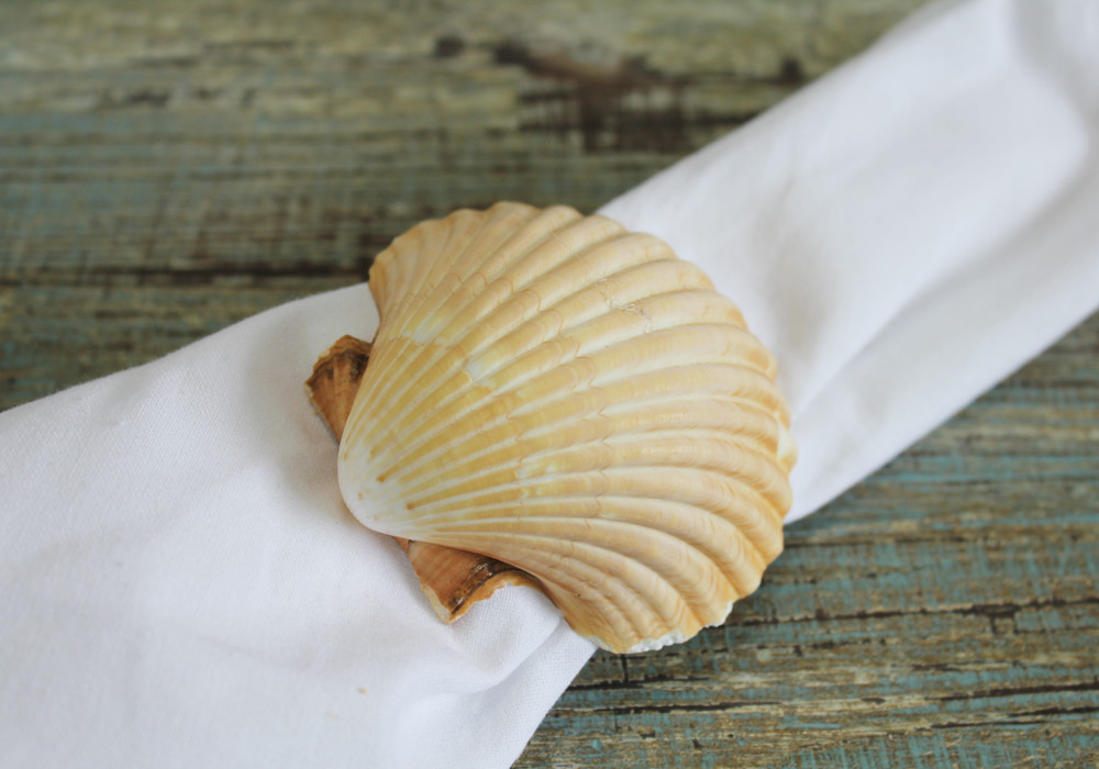 Yellow Cup Seashell - Scallop Shell - California Seashell Co