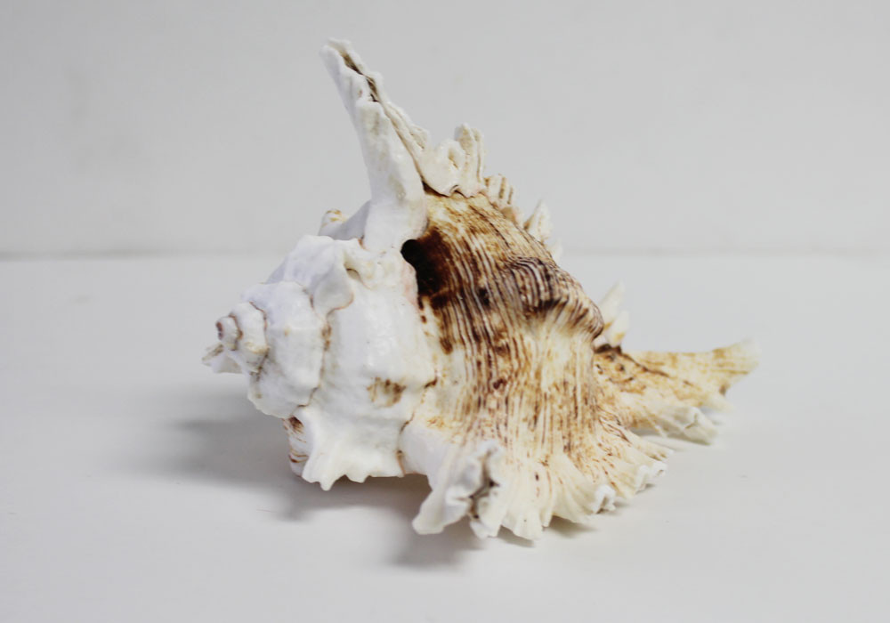 Large Ramose Murex Seashells - Murex Ramosus - Rams Shell - California ...